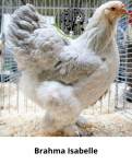 Brahma souche expo lourde - Les Vergers de La Galine