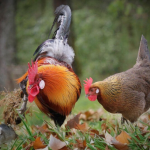 Gauloise Dorée poule - Les Vergers de La Galine