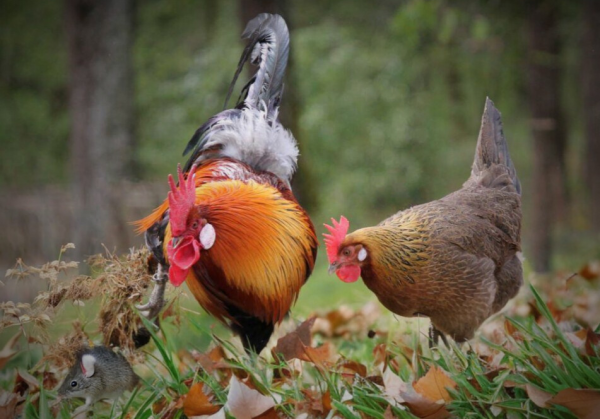 Gauloise Dorée poule - Les Vergers de La Galine